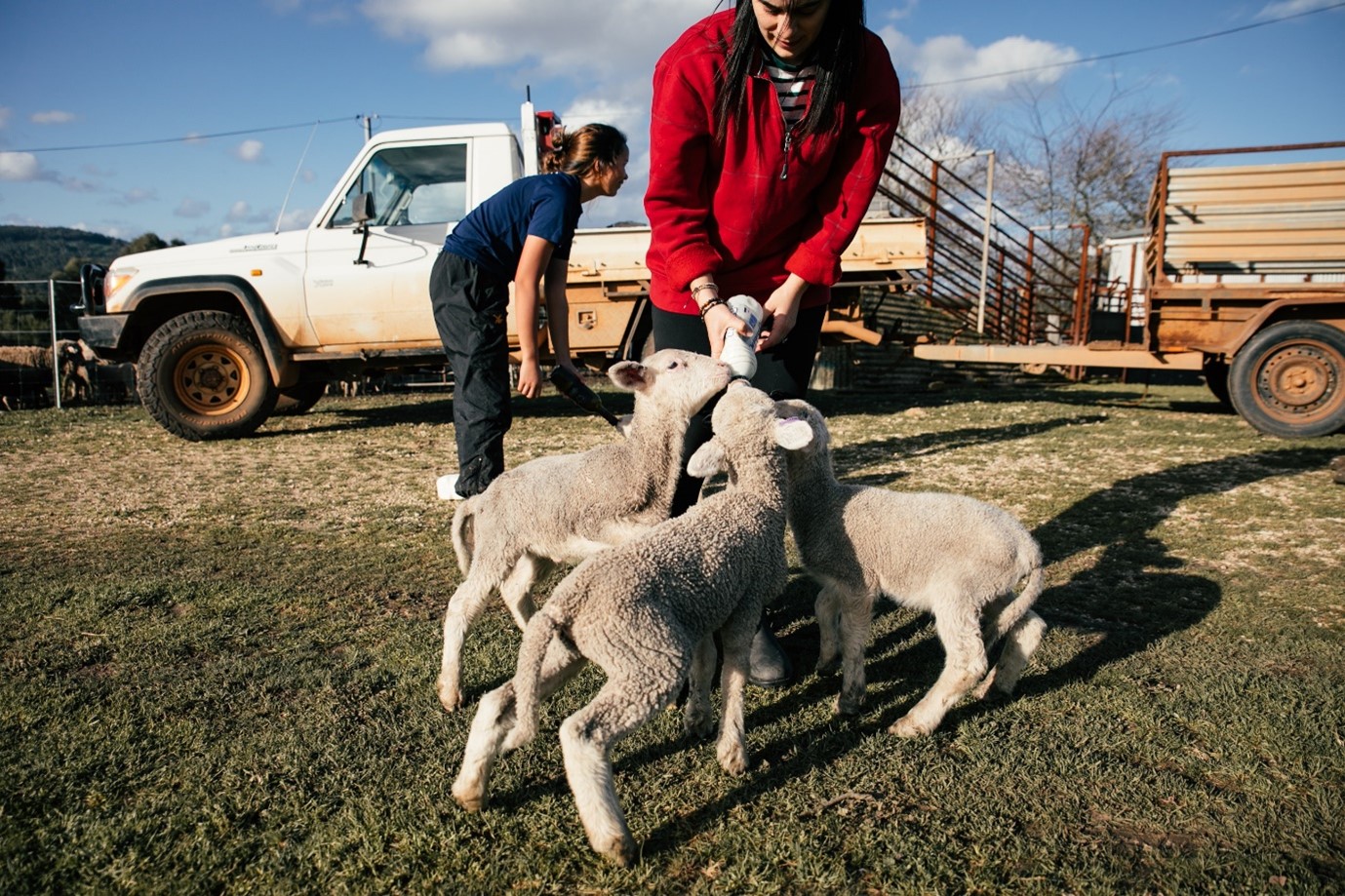 The History of Raising Lamb for Food | Superior Farms